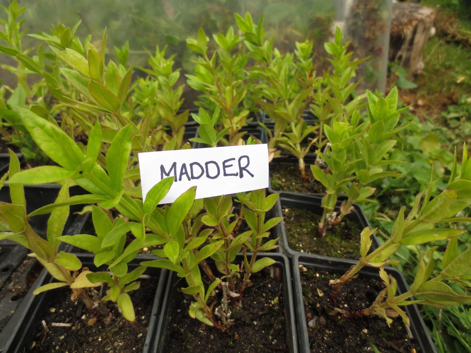Dye Plants – Woad Plants, Madder Plants, Saw-wort Plants Organically ...