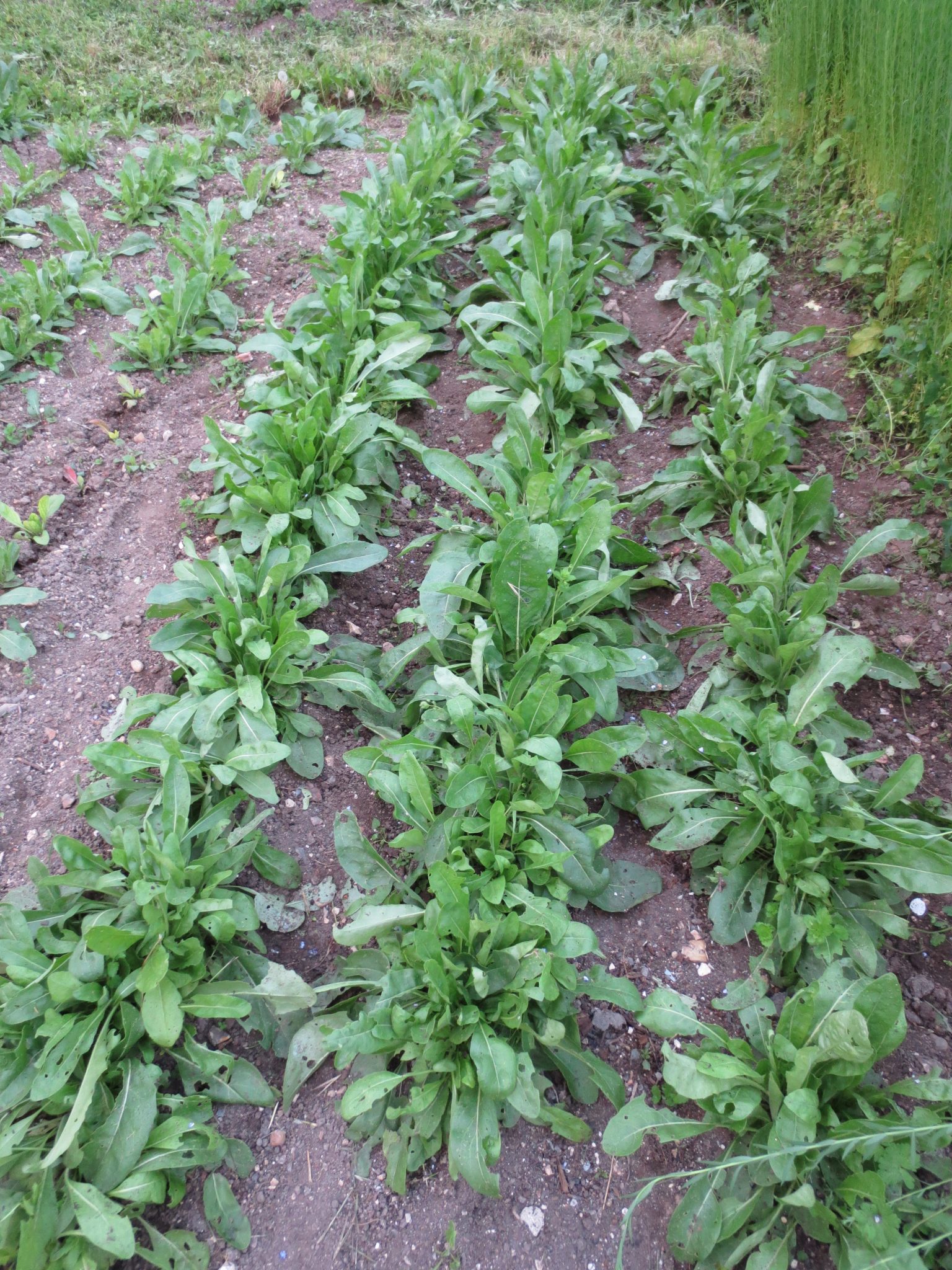 Dye Plants – Woad Plants, Madder Plants, Weld Plants, Dyer’s Chamomile ...